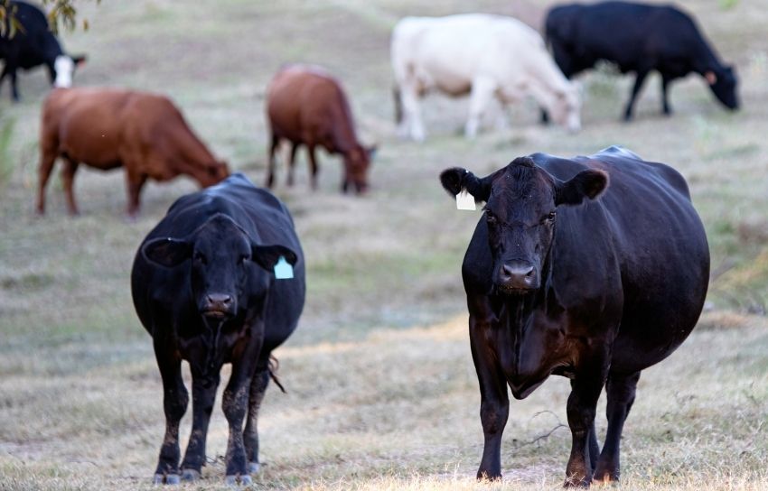 Large Animal Veterinary Services In Ellijay, GA | Wayside Animal Hospital
