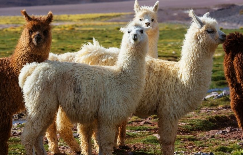 Large Animal Veterinary Services In Ellijay, GA | Wayside Animal Hospital