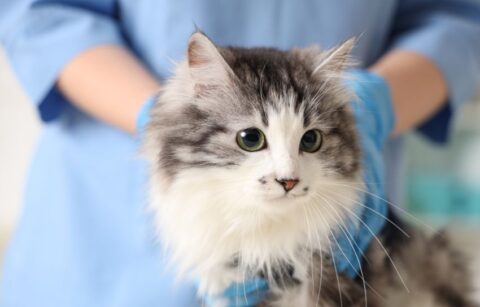 Pet Soft Tissue Surgery & X-Rays In Jasper, GA | Wayside Animal Hospital