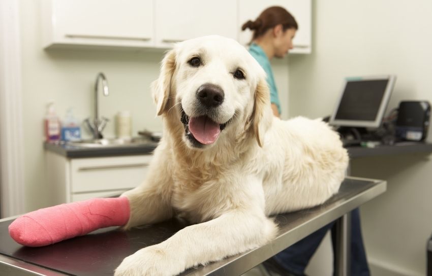 Pet Soft Tissue Surgery & X-Rays In Jasper, GA | Wayside Animal Hospital
