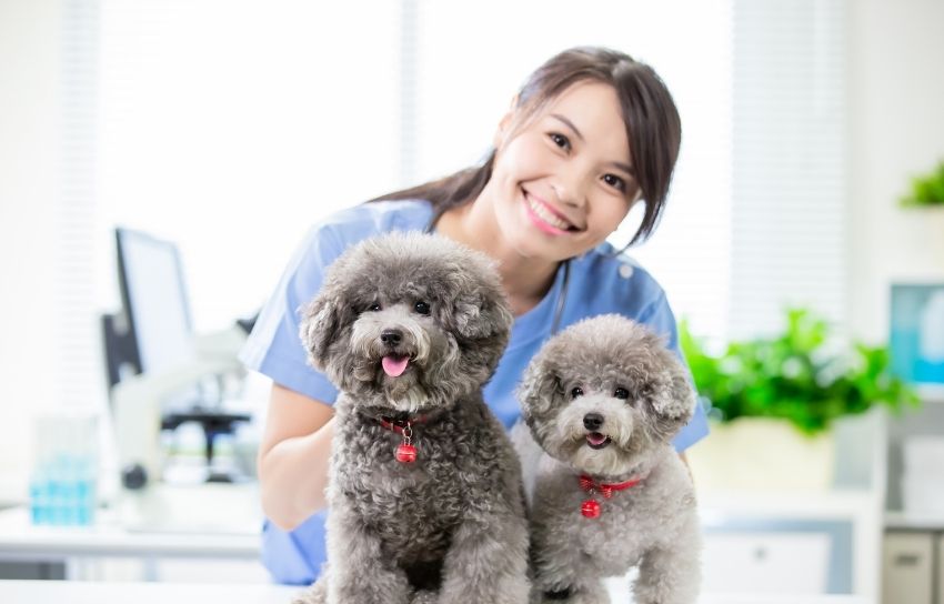Jasper Ga Veterinary Clinic Wayside Animal Hospital